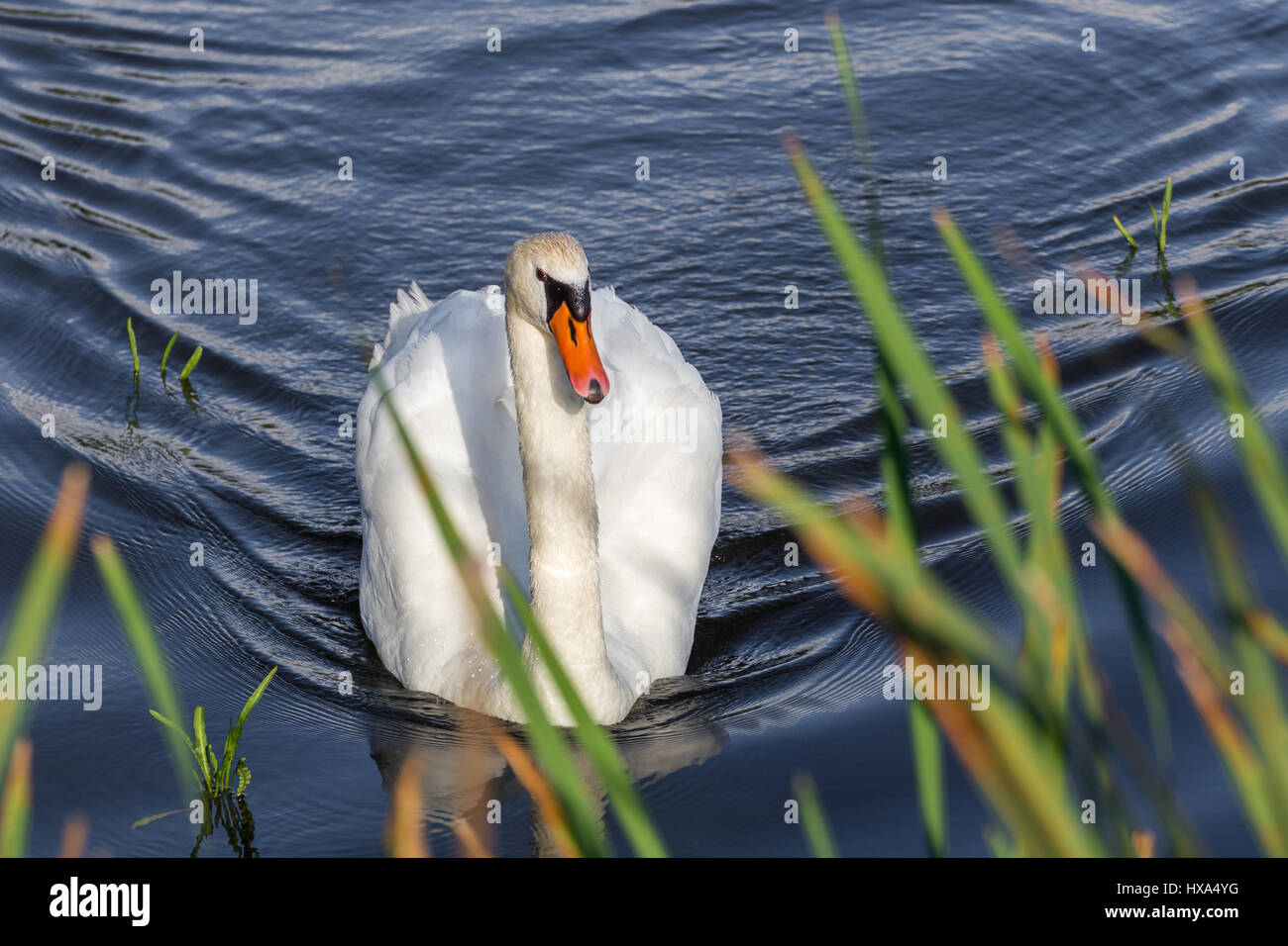 White swan posing hi-res stock photography and images - Alamy