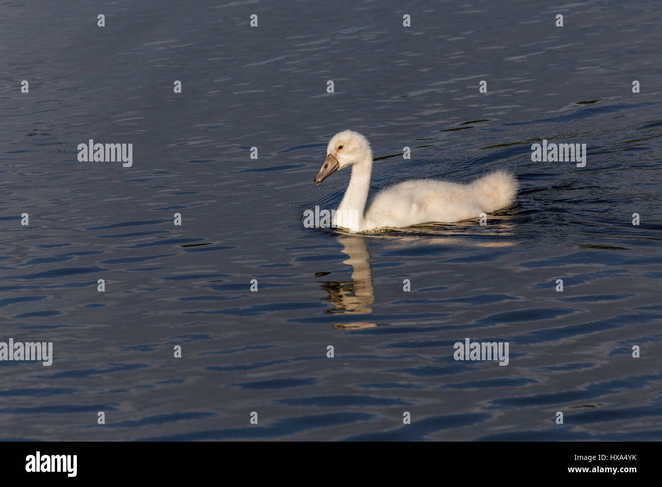 Swan duckling hi-res stock photography and images - Alamy