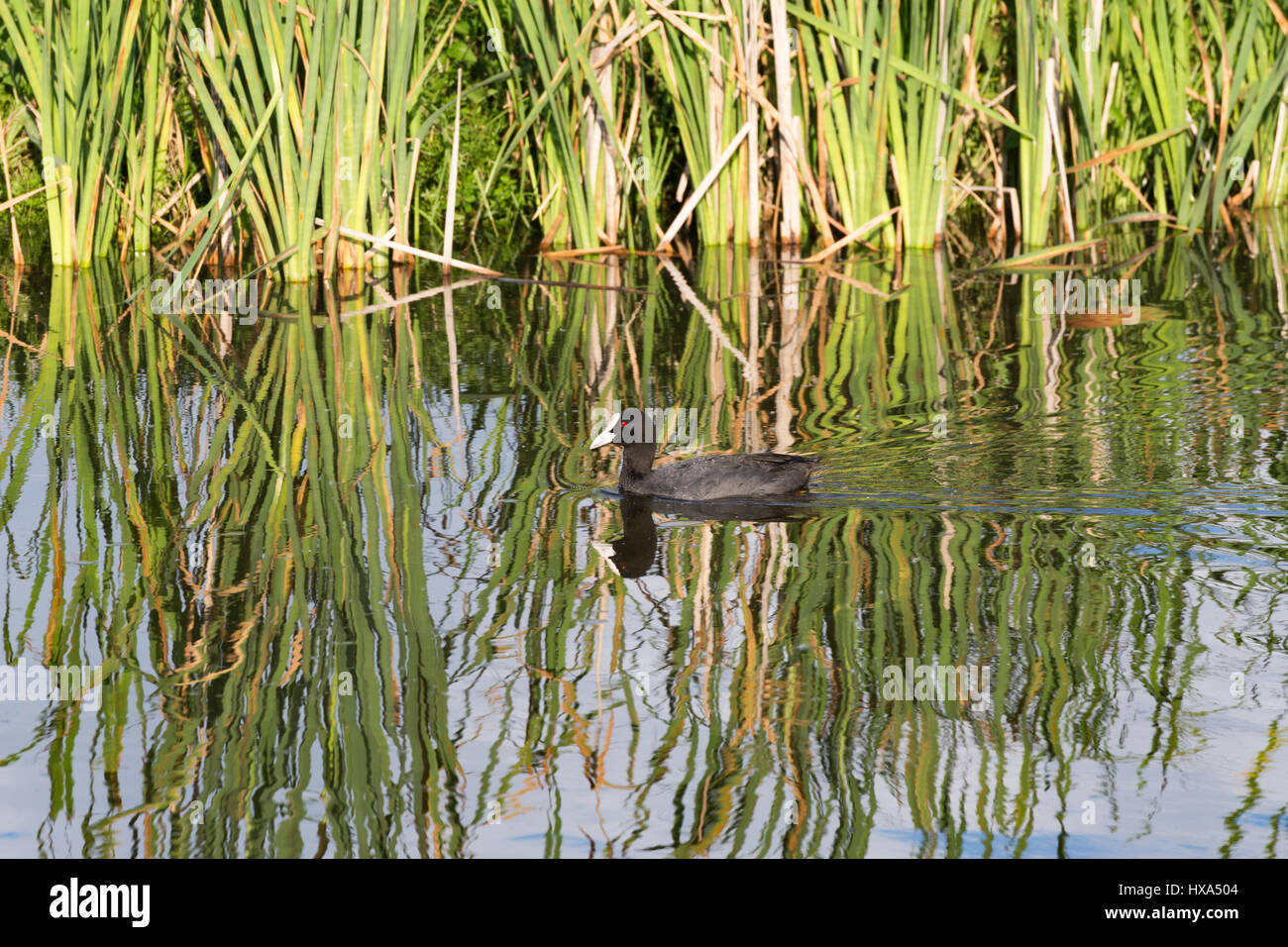 Black pond on hi-res stock photography and images - Alamy