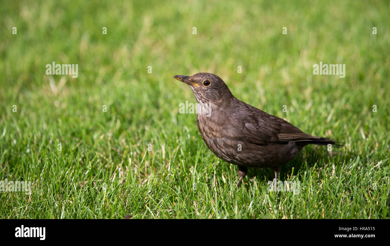 female blackbird in the garden Stock Photo - Alamy