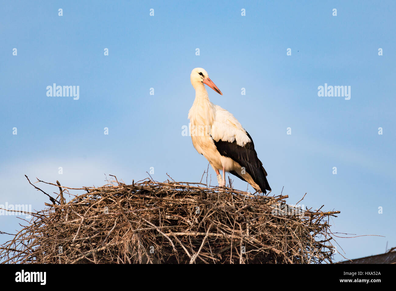 Looking stork hi-res stock photography and images - Alamy