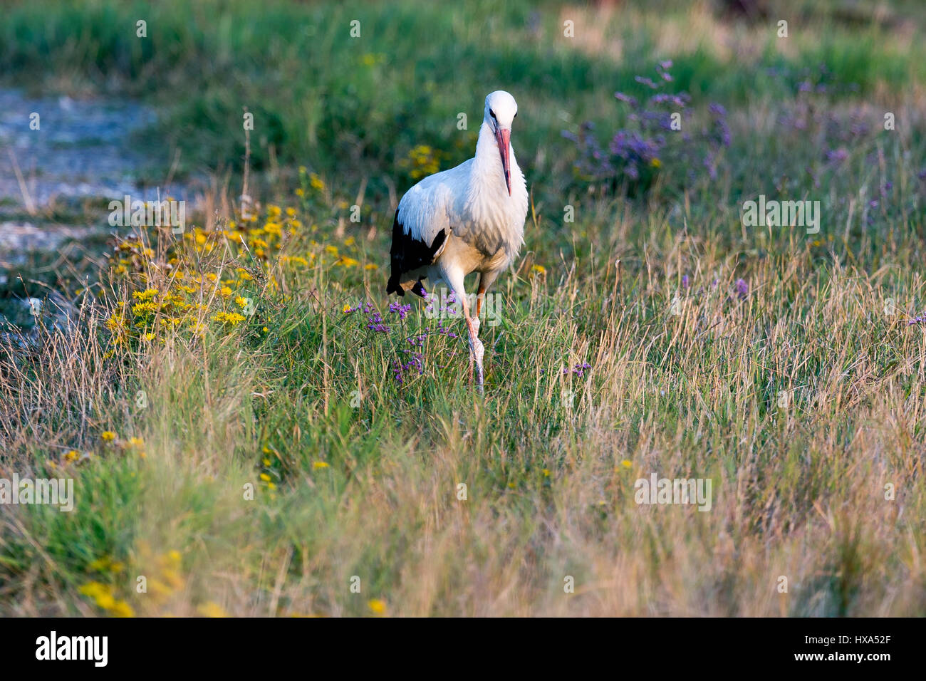 Side view beautiful birds nest hi-res stock photography and images - Alamy