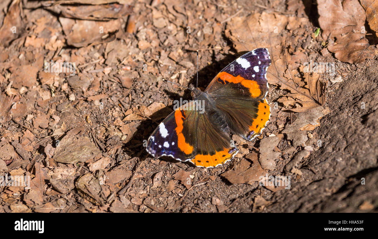 Vulnerable butterfly hi-res stock photography and images - Alamy