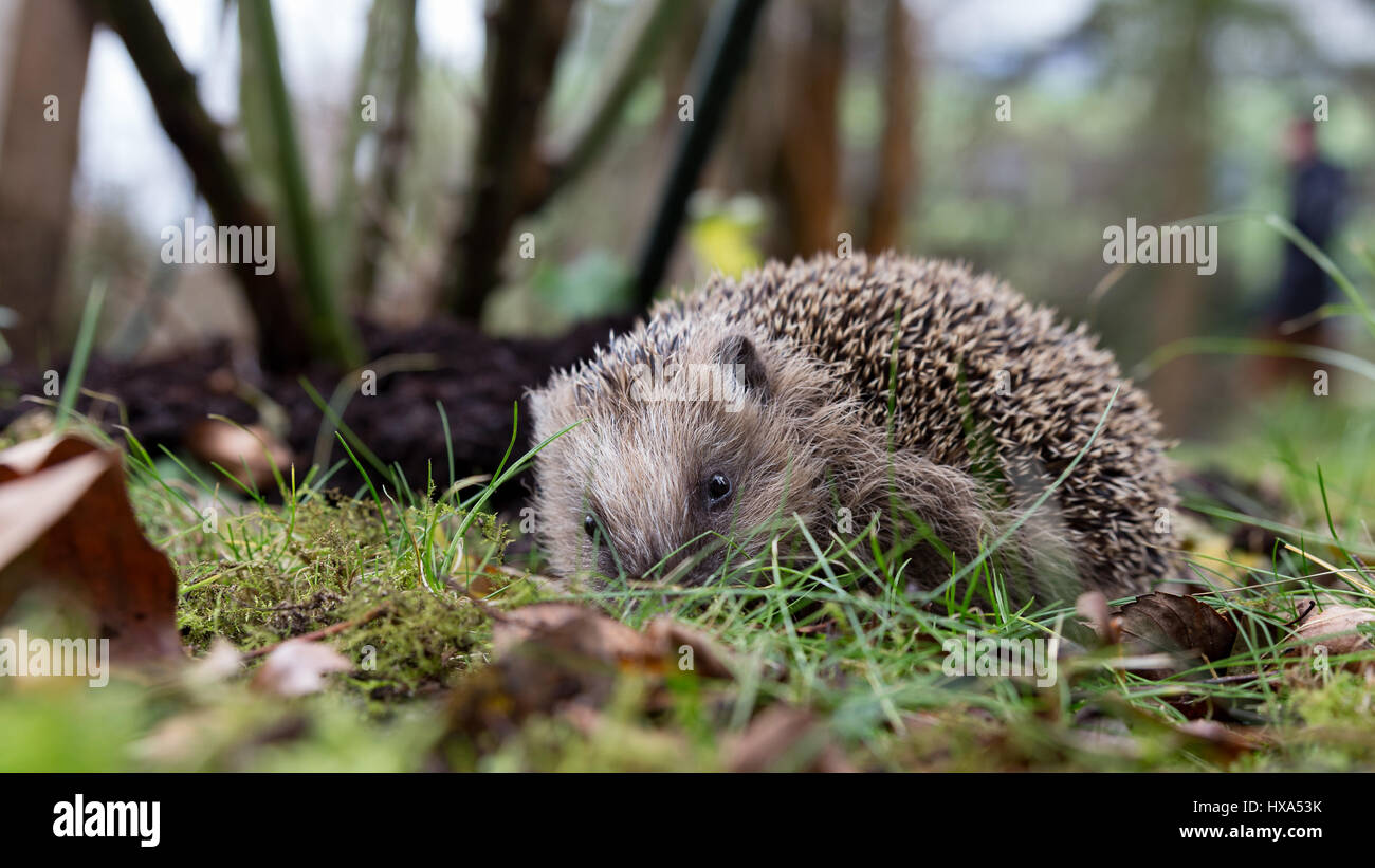 cute hedgehog in late autumn Stock Photo - Alamy