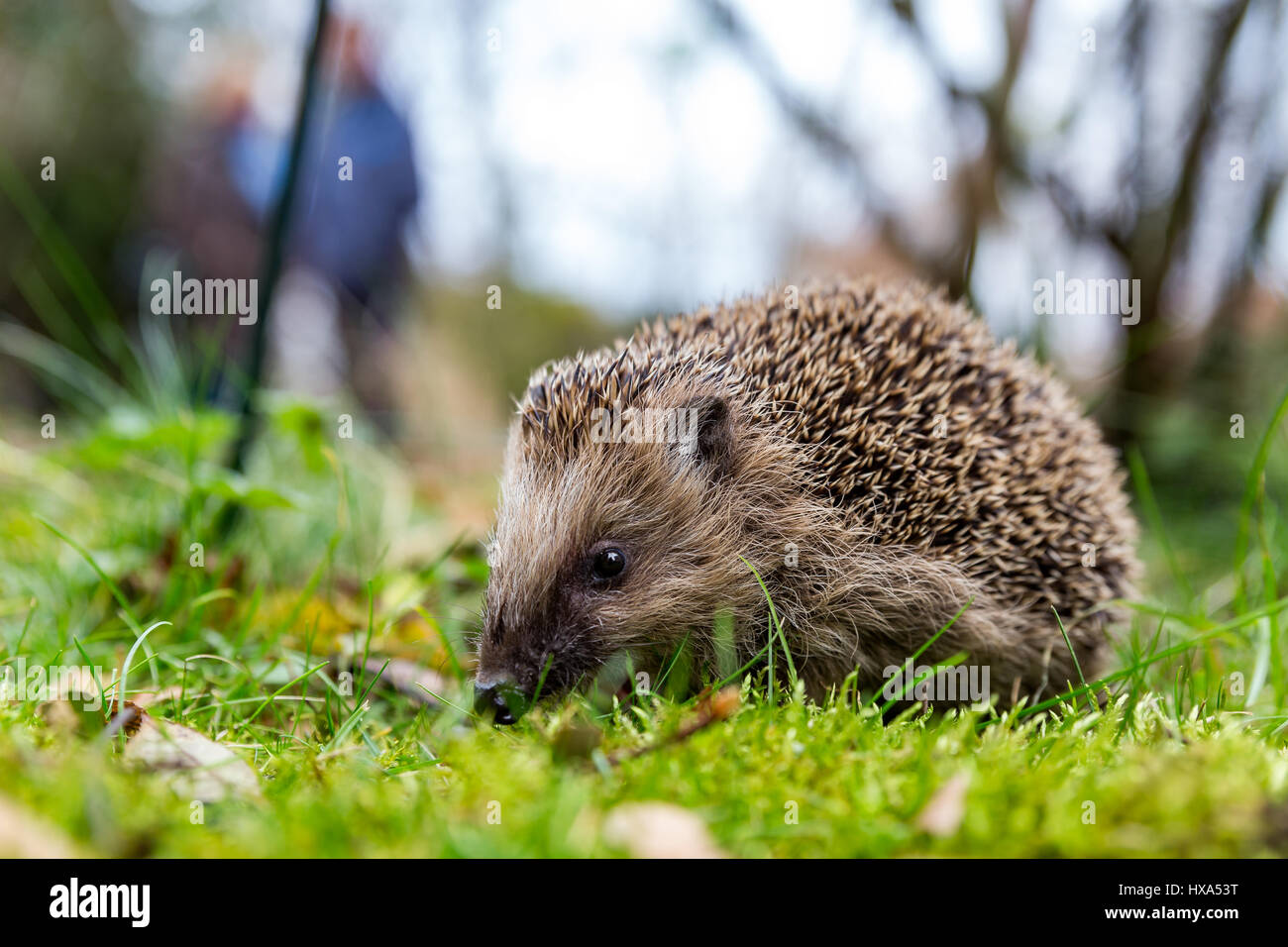 cute hedgehog in late autumn Stock Photo - Alamy