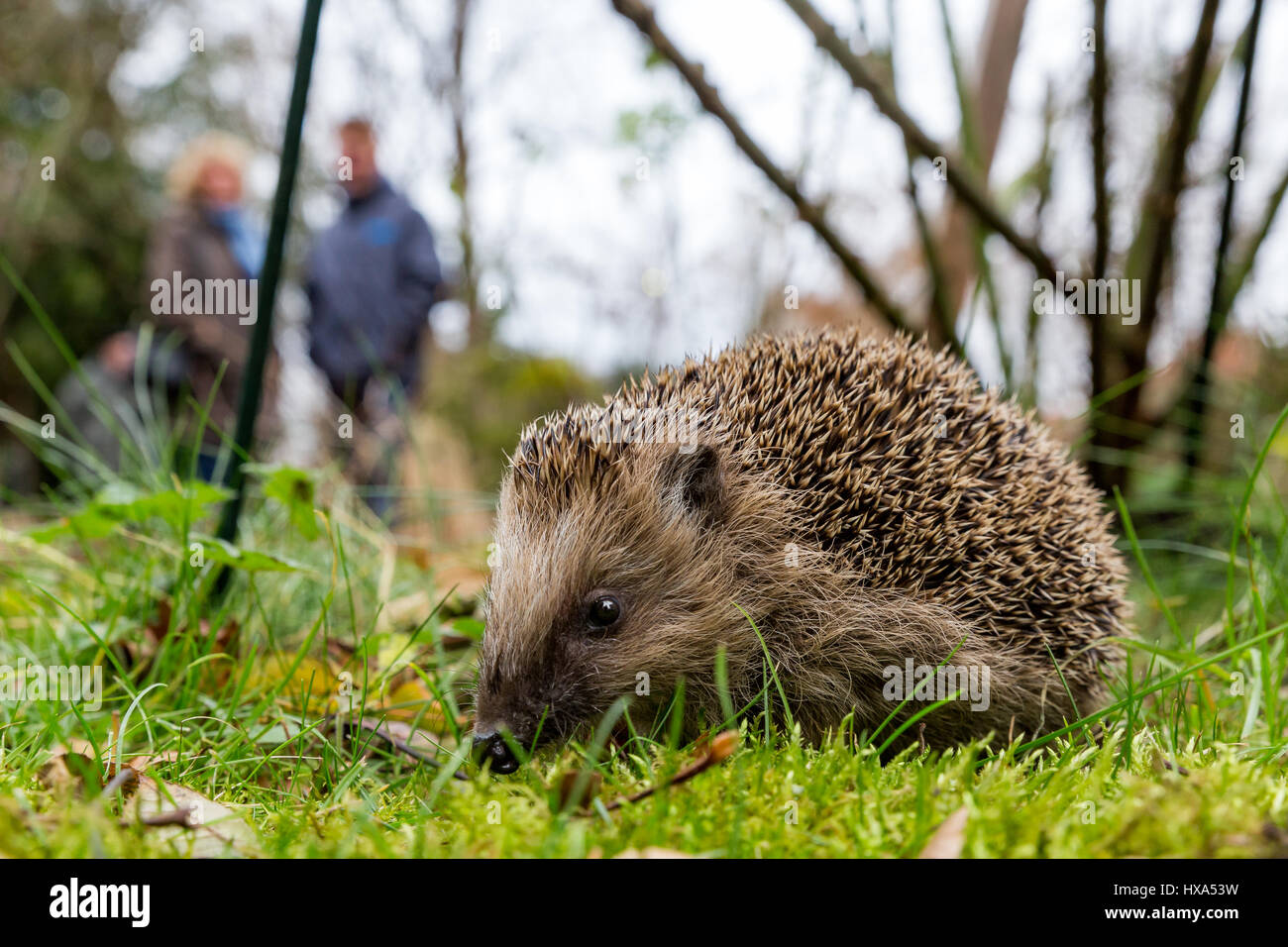 cute hedgehog in late autumn Stock Photo - Alamy