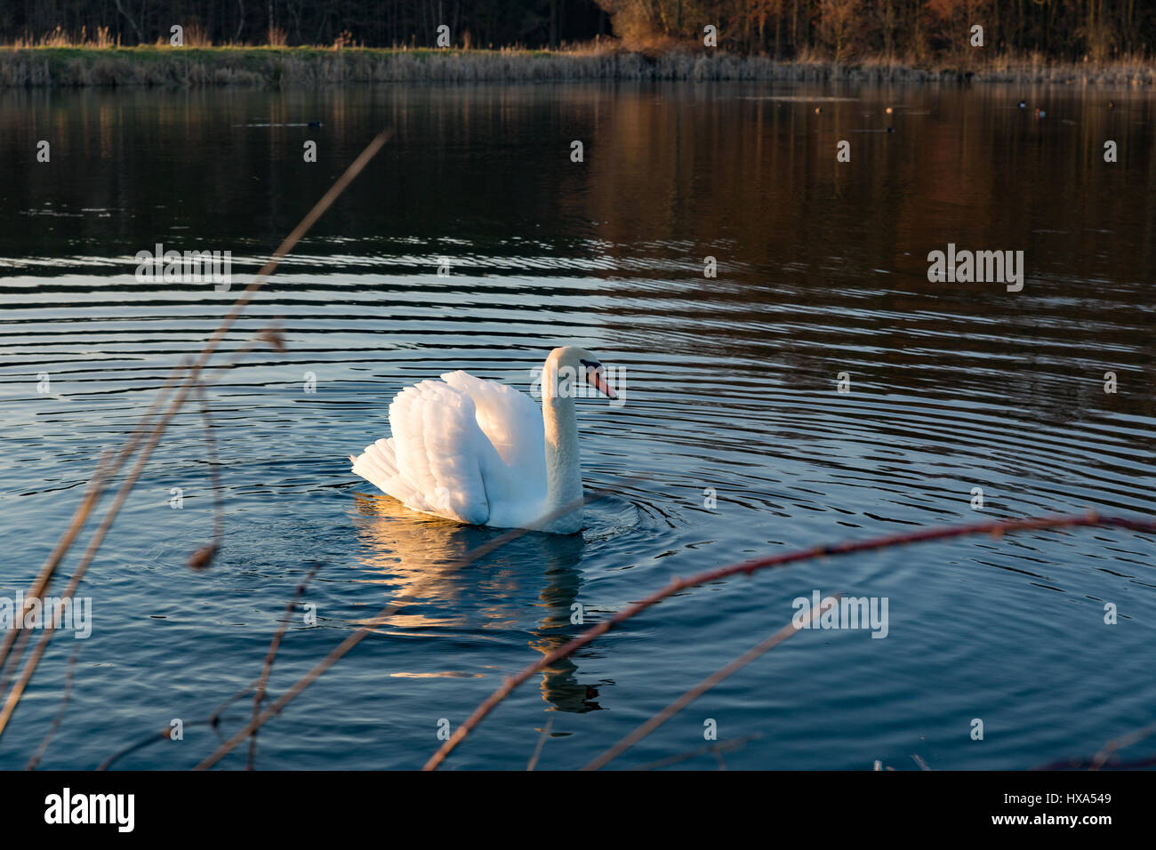Dead mute swan hi-res stock photography and images - Alamy