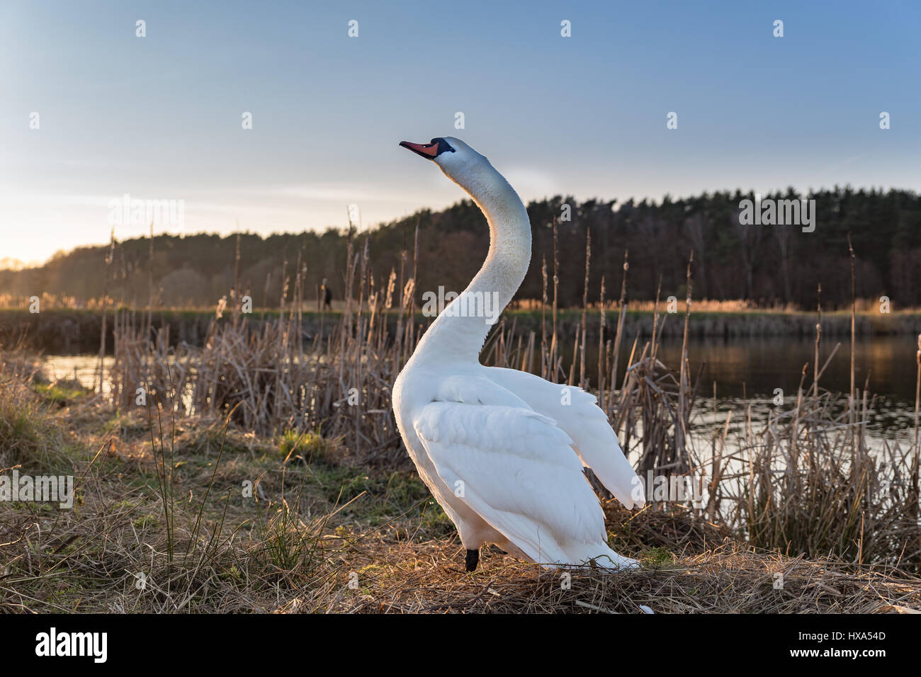 Dominant male swan hi-res stock photography and images - Alamy