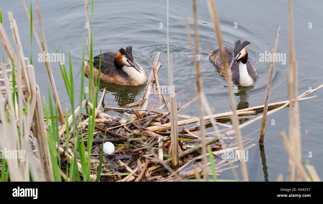 Crested grebe egg hi-res stock photography and images - Alamy