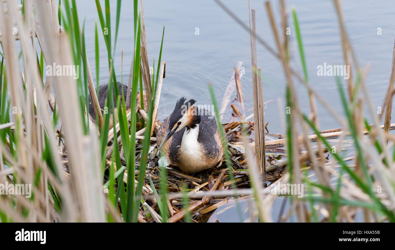 Crested grebe egg hi-res stock photography and images - Alamy
