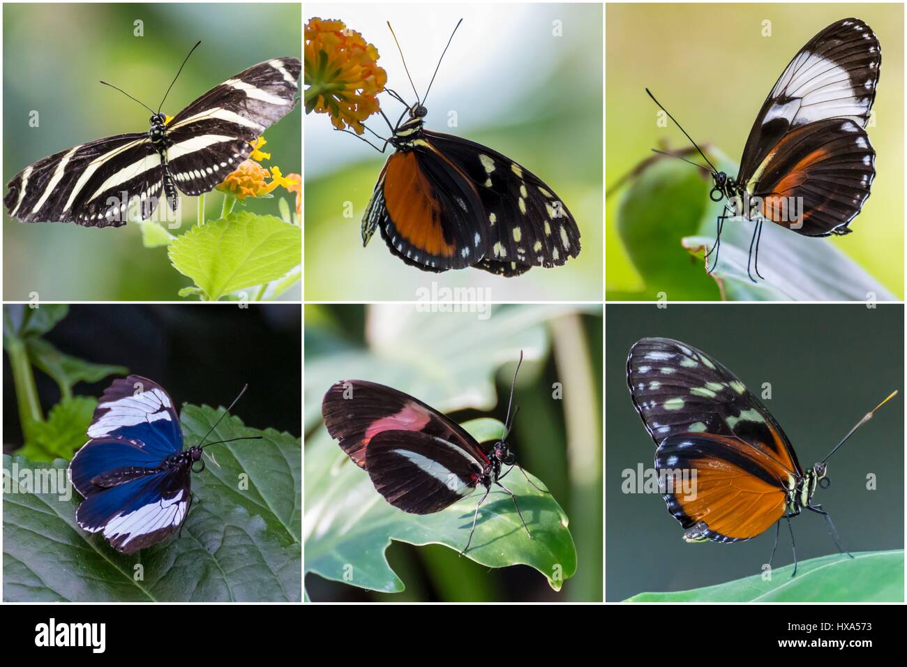 Insect collage hi-res stock photography and images - Alamy