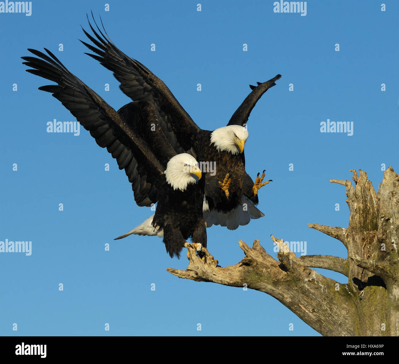 Bald Eagle in landing pose a split second before touch down on a perch ...