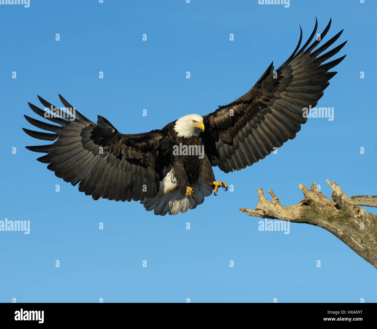 Bald Eagle in landing pose a split second before touch down on a perch ...
