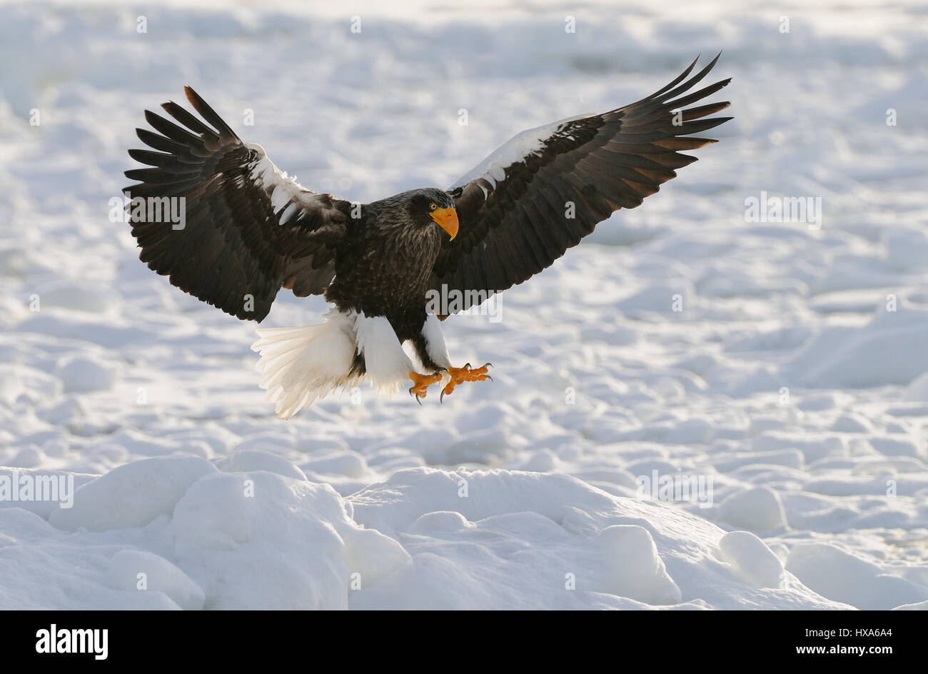 Steller's Sea Eagle in flight above the floating ice in Nemuro Strait a ...