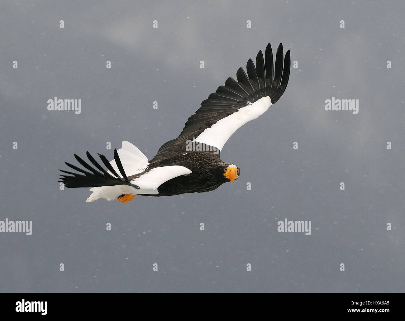 Steller's Sea Eagle in flight above the floating ice in Nemuro Strait a ...