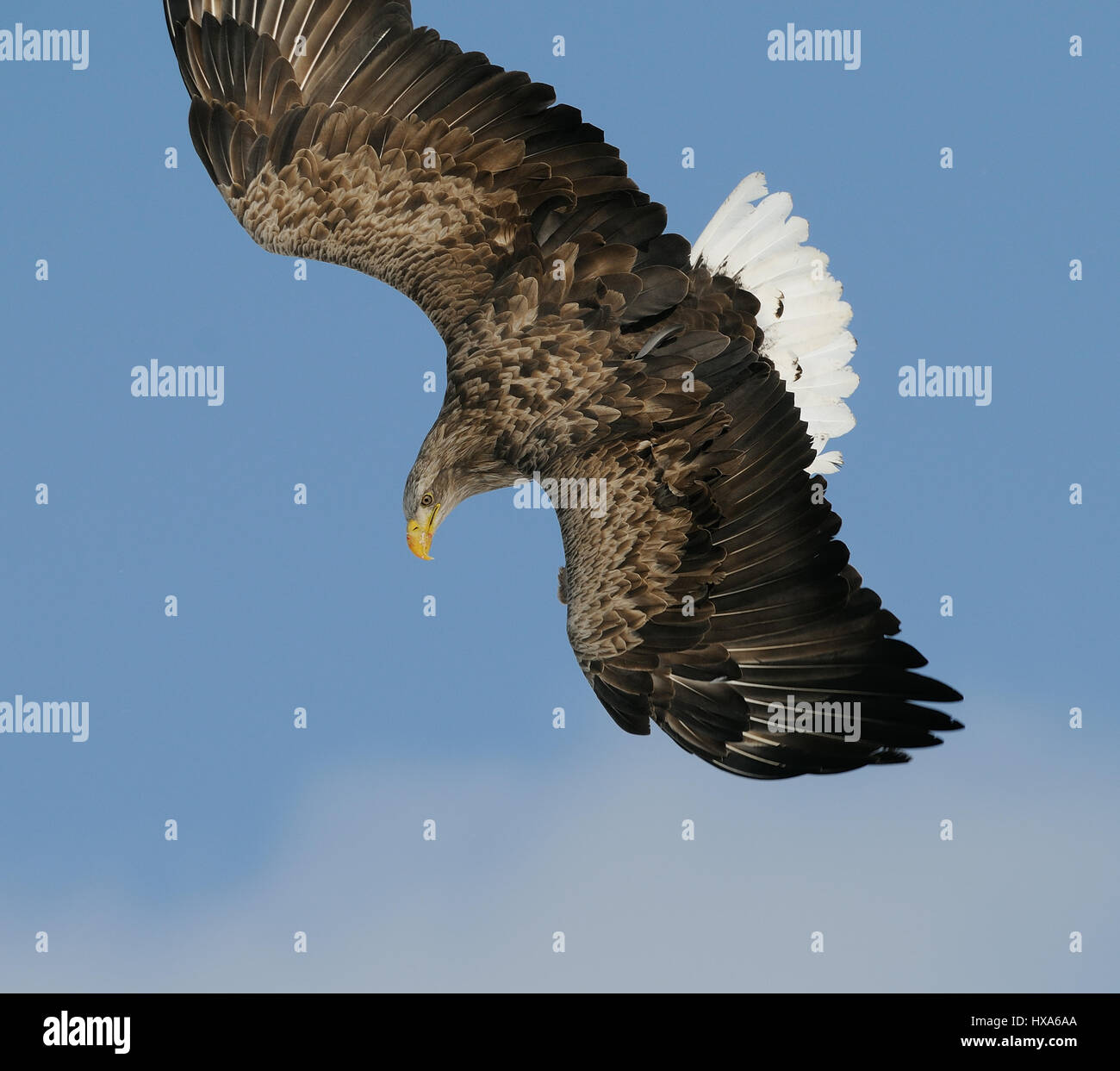 White-tailed Sea Eagle in flight with deep blue sky in the background ...