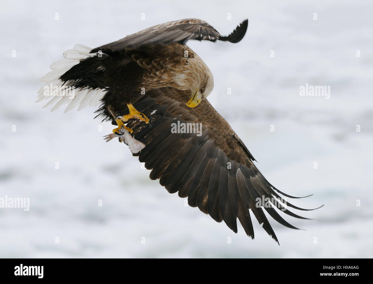 White-tailed Sea Eagle in flight with fish in its talons eating in mid ...
