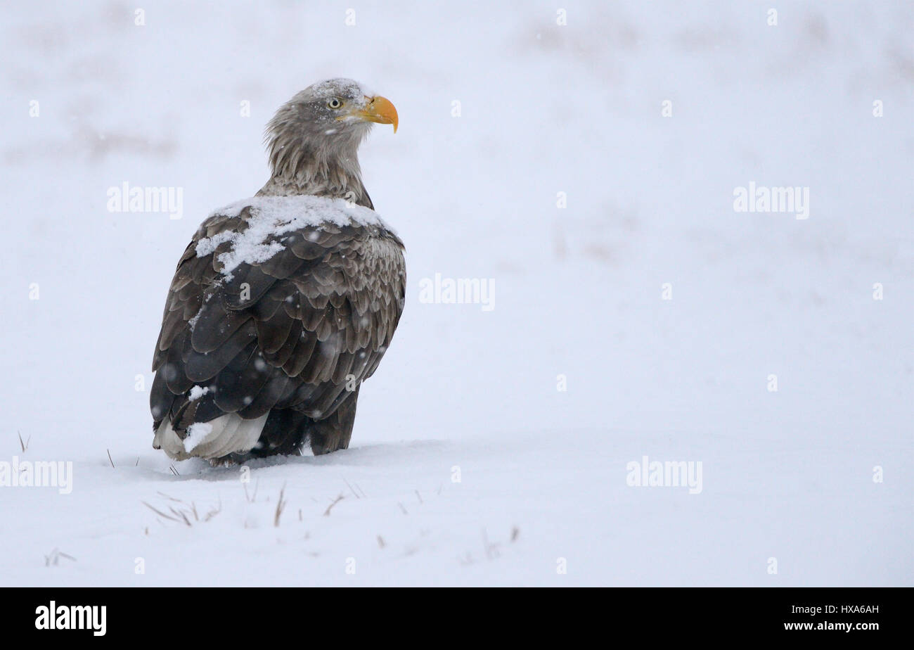 White-tailed Sea Eagle with loads of snow on his back and head on a ...
