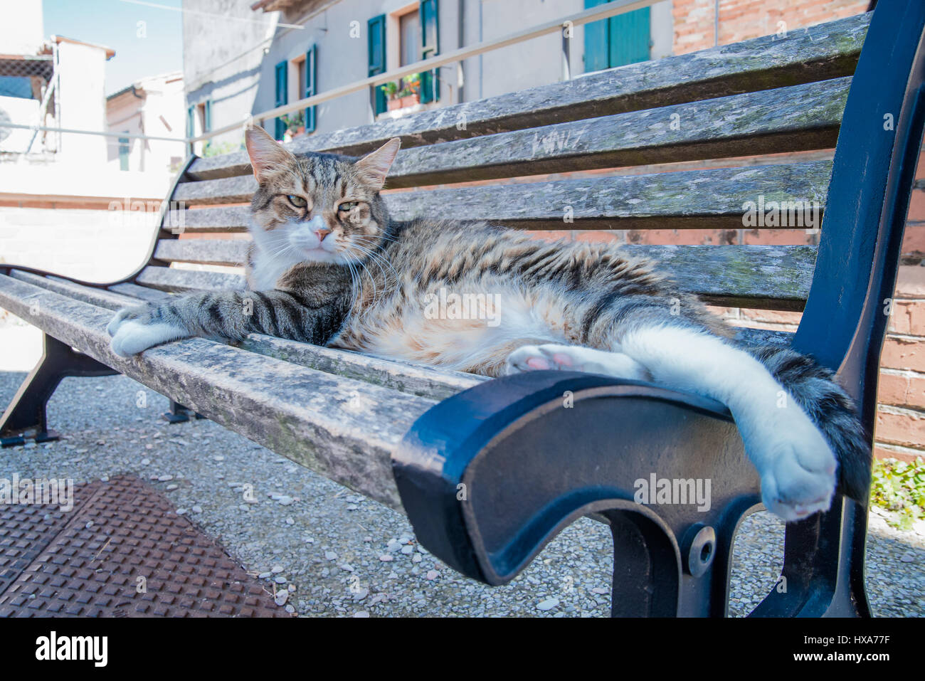 Big tabby cat sitting on sunny bench in Santarcangelo Italy Stock Photo ...