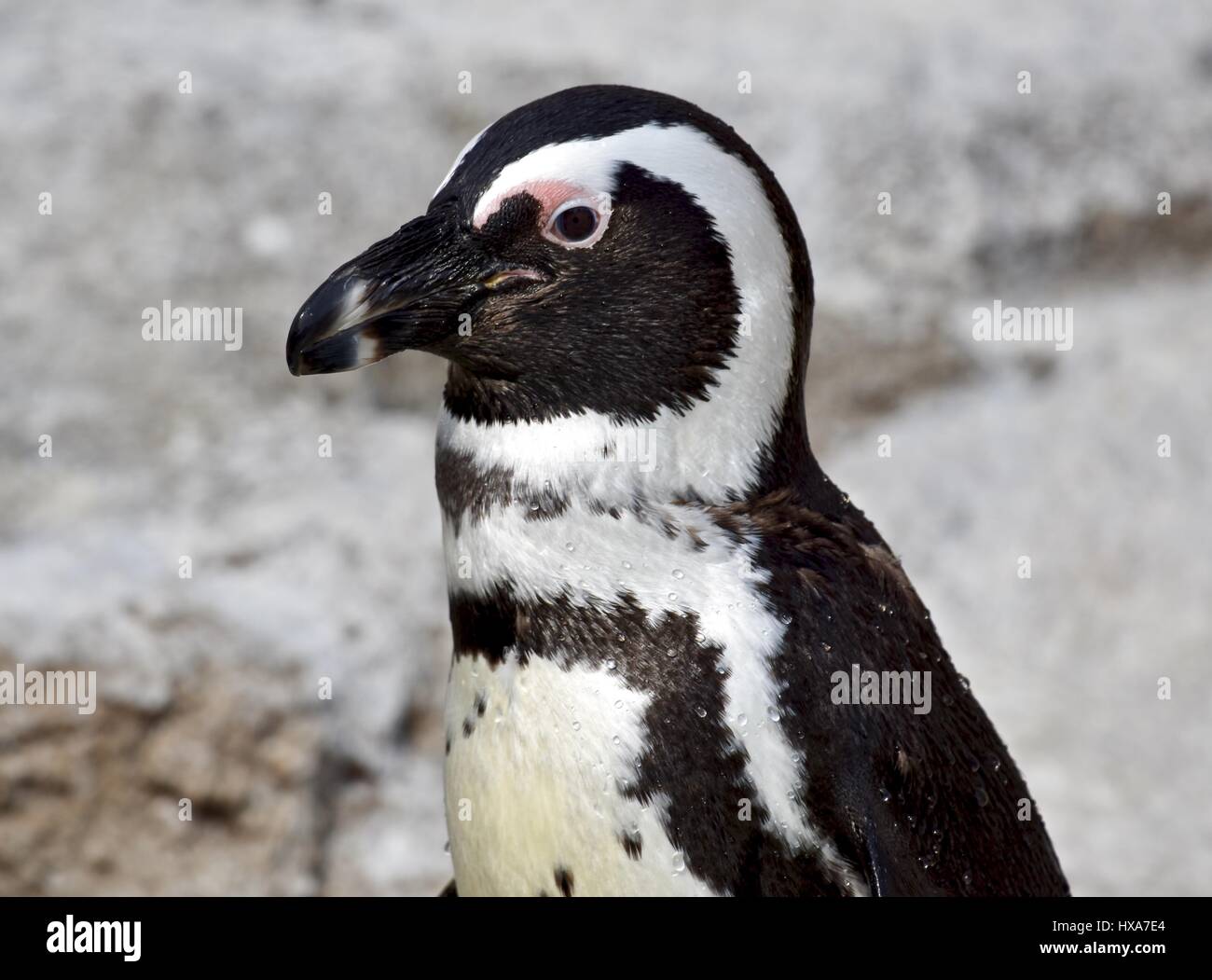 African Penguin (Spheniscus demersus Stock Photo - Alamy