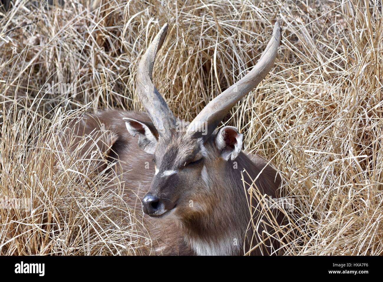 Lesser Kudu (Tragelaphus imberbis australis) laying in the tall grass ...