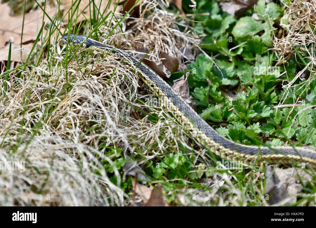 Garter snake (Thamnophis) slithering through grass Stock Photo - Alamy