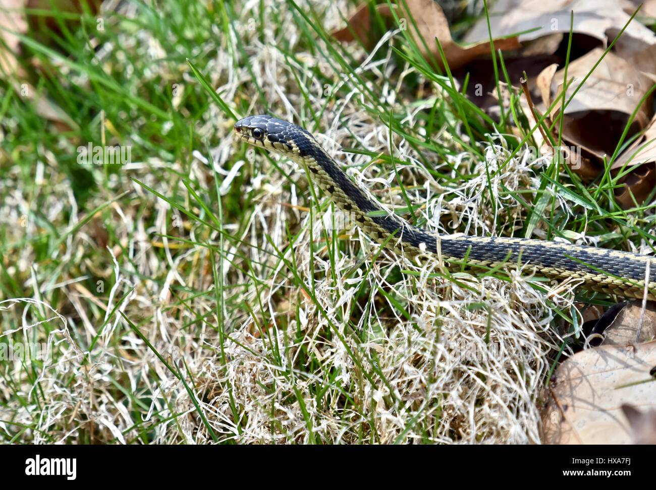 Garter snake (Thamnophis) slithering through grass Stock Photo - Alamy