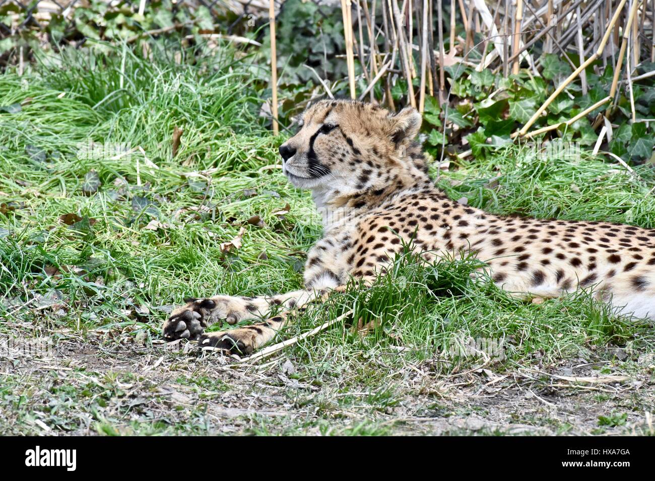 Young male cheetah (Acinonyx jubatus) laying in the sun Stock Photo - Alamy