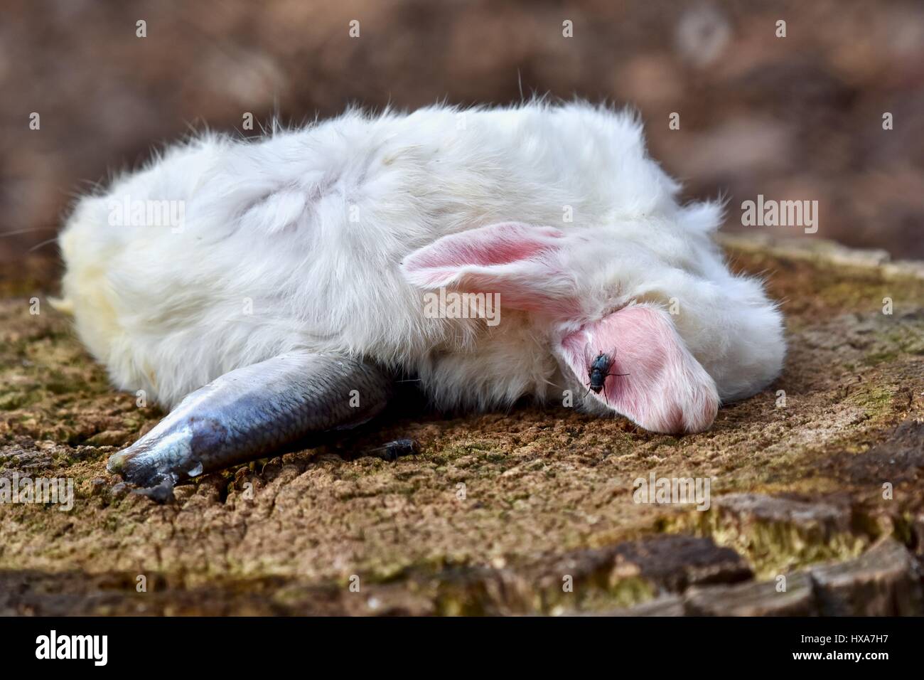 Rabbit fish hi-res stock photography and images - Alamy