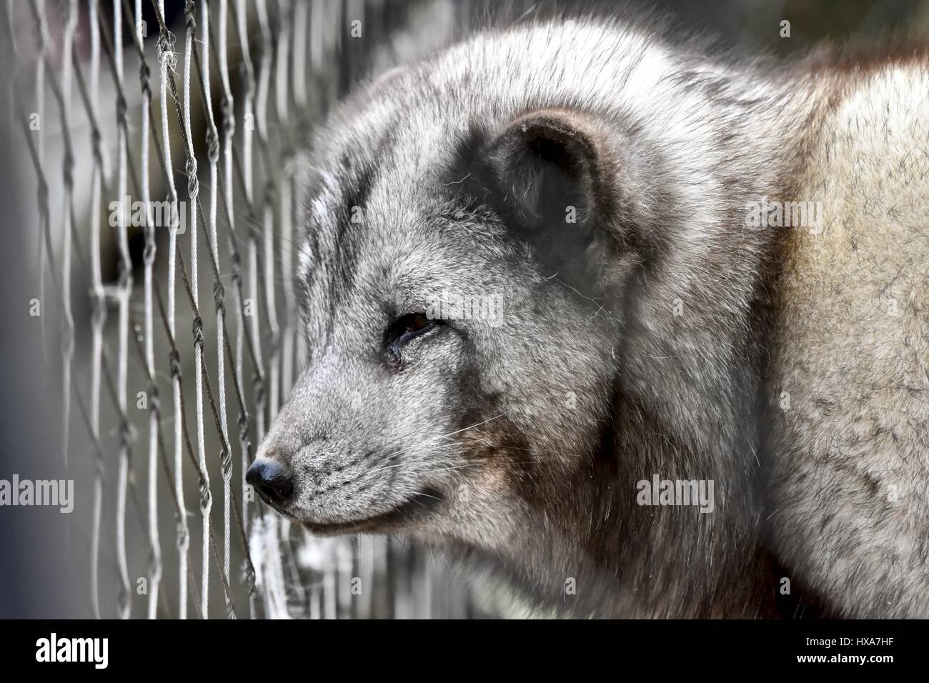 Arctic Fox (Alopex lagopus Stock Photo - Alamy