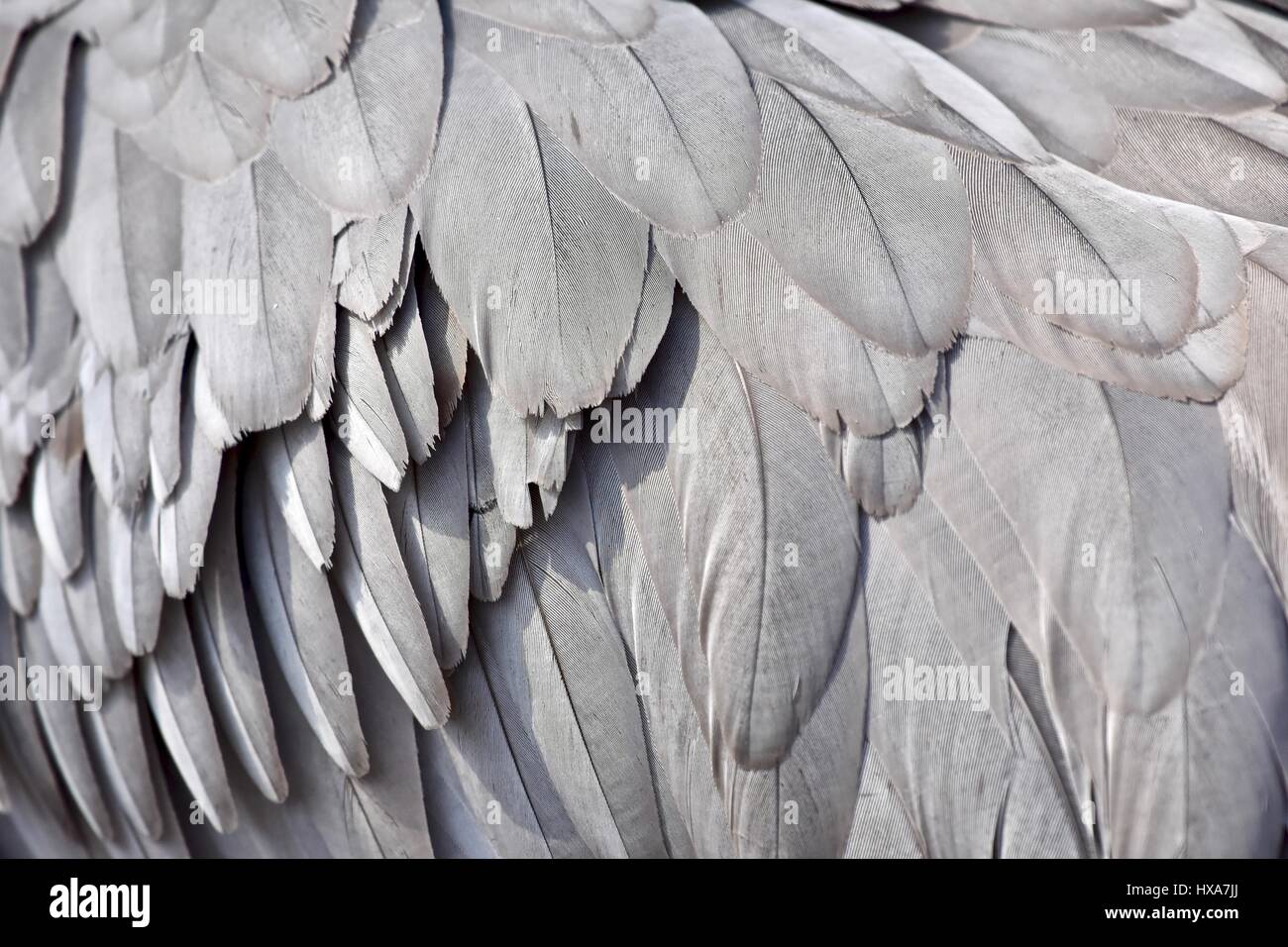 Large feathers hi-res stock photography and images - Alamy