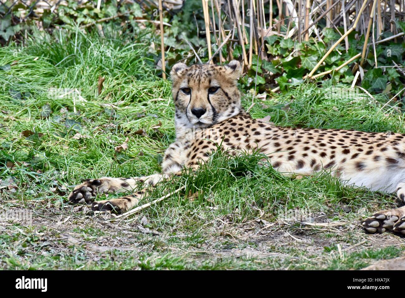 Young male cheetah (Acinonyx jubatus) laying in the sun Stock Photo - Alamy