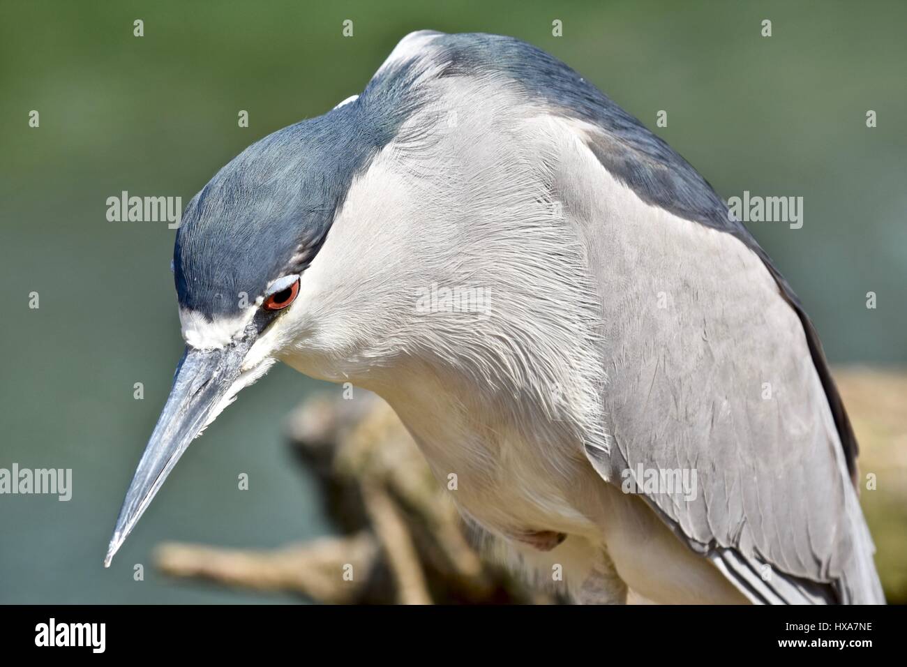 Black-Crowned Night Heron (Nycticorax nycticorax Stock Photo - Alamy