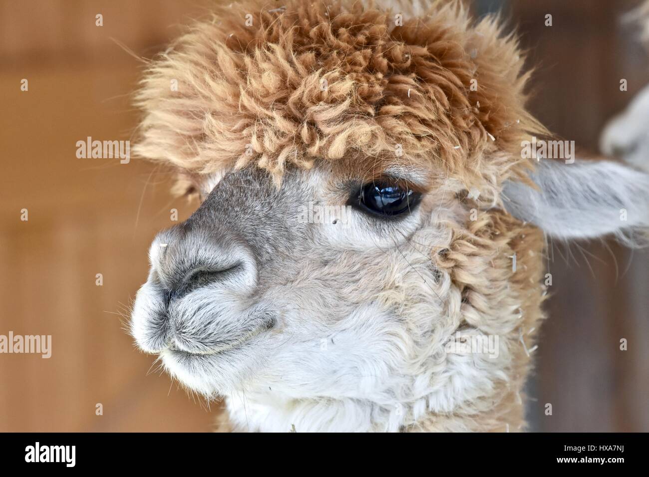 Fuzzy farm animal hi-res stock photography and images - Alamy