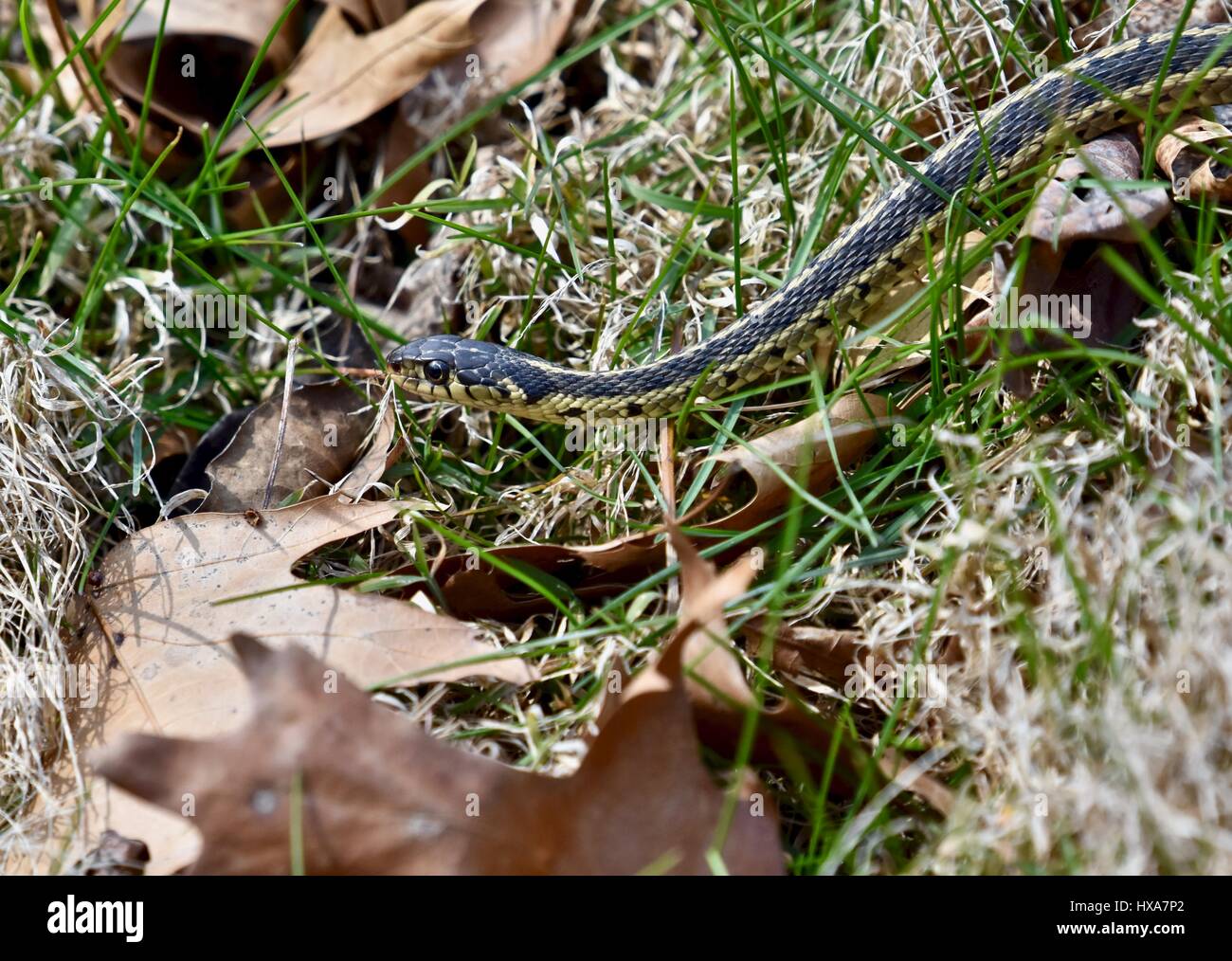 Garter snake (Thamnophis) slithering through grass Stock Photo - Alamy