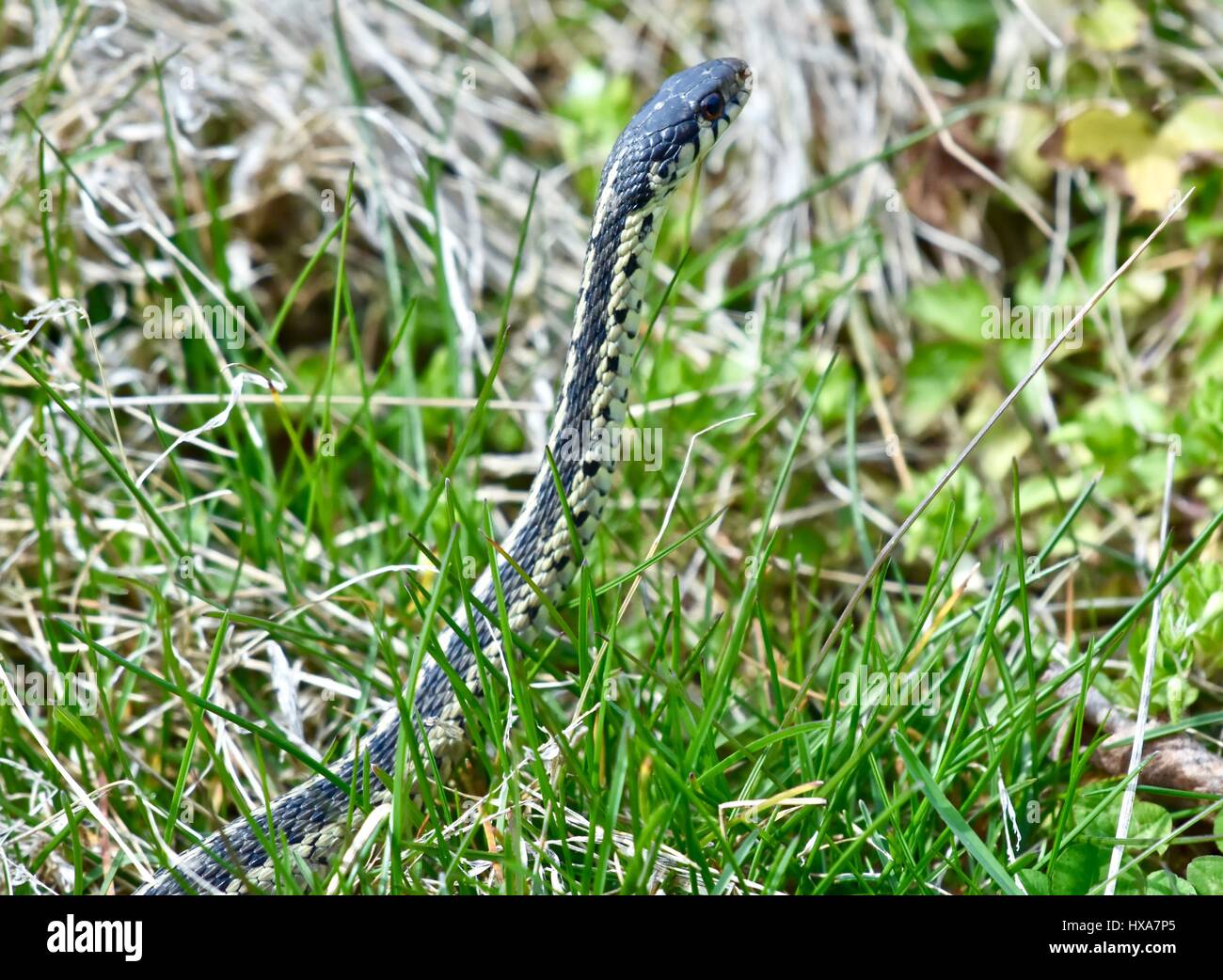 Garter snake (Thamnophis) slithering through grass Stock Photo - Alamy