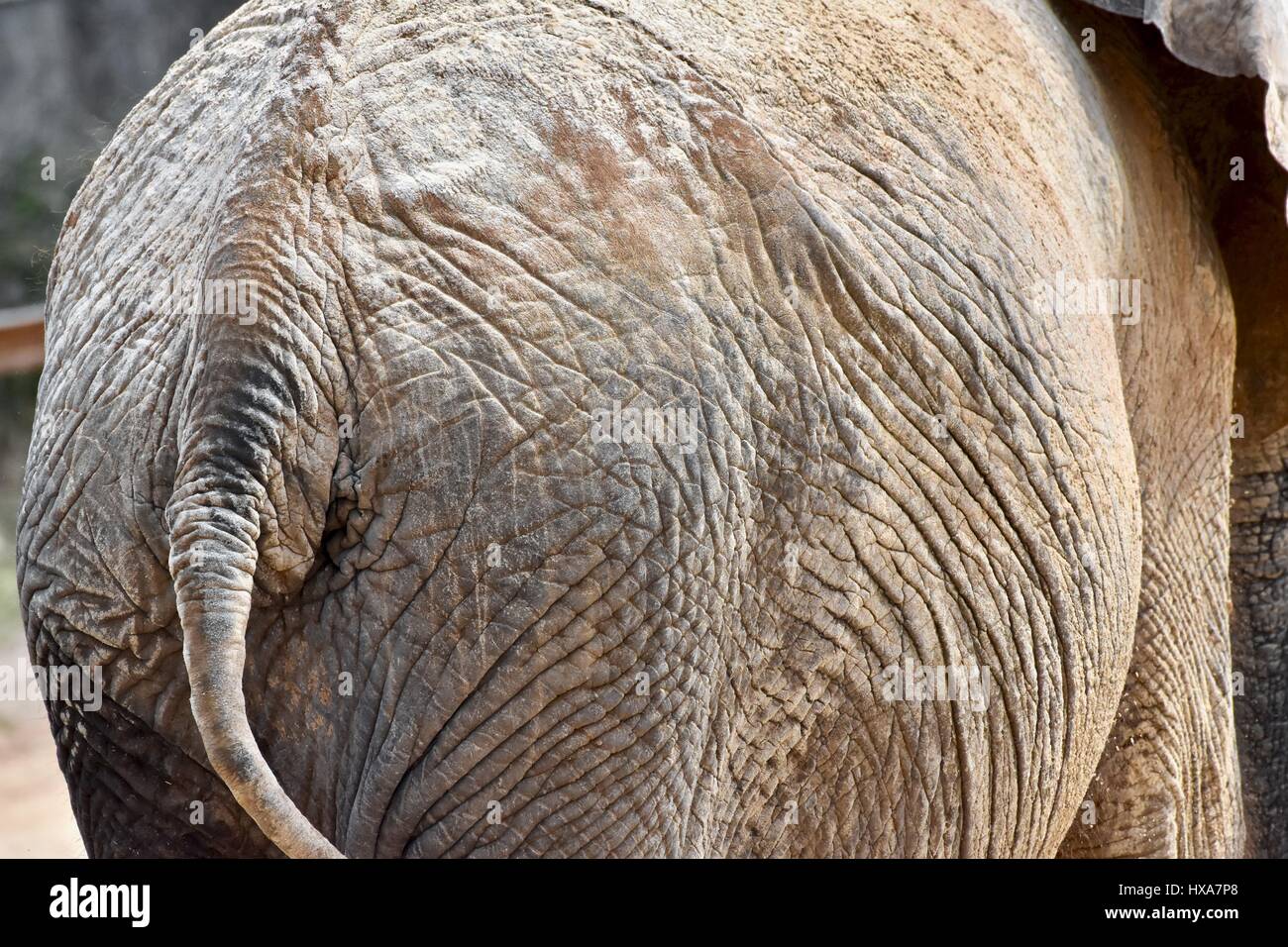 Elephant backside hi-res stock photography and images - Alamy