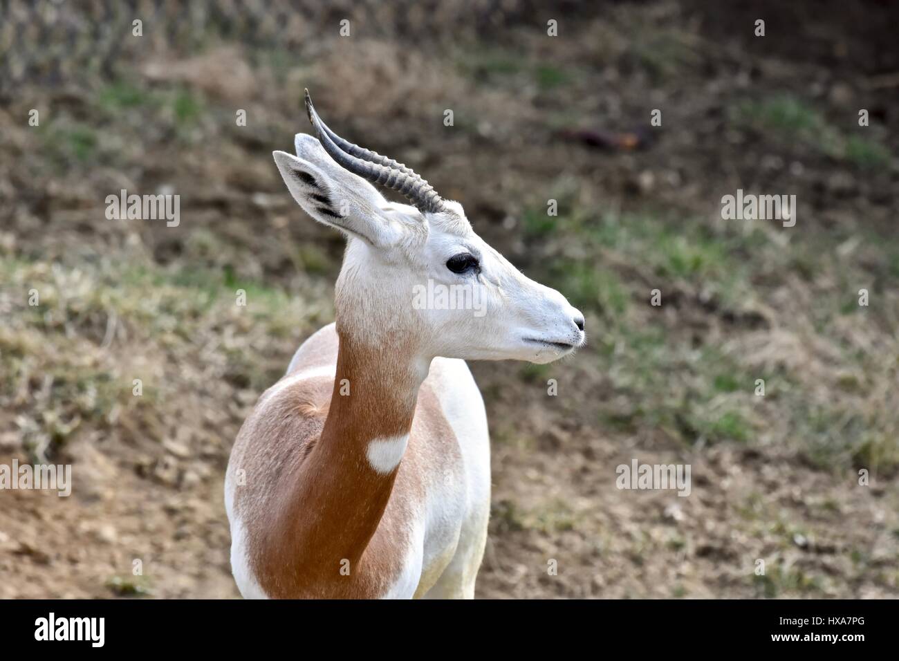 Addra Gazelle (Nanger dama ruficollis Stock Photo - Alamy