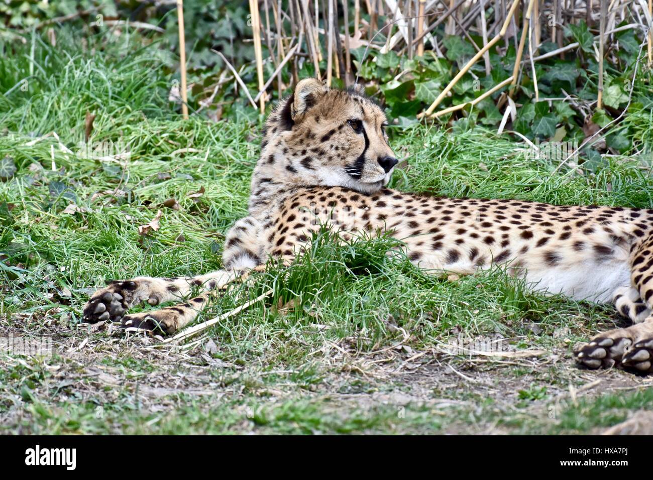 Young male cheetah (Acinonyx jubatus) laying in the sun Stock Photo - Alamy