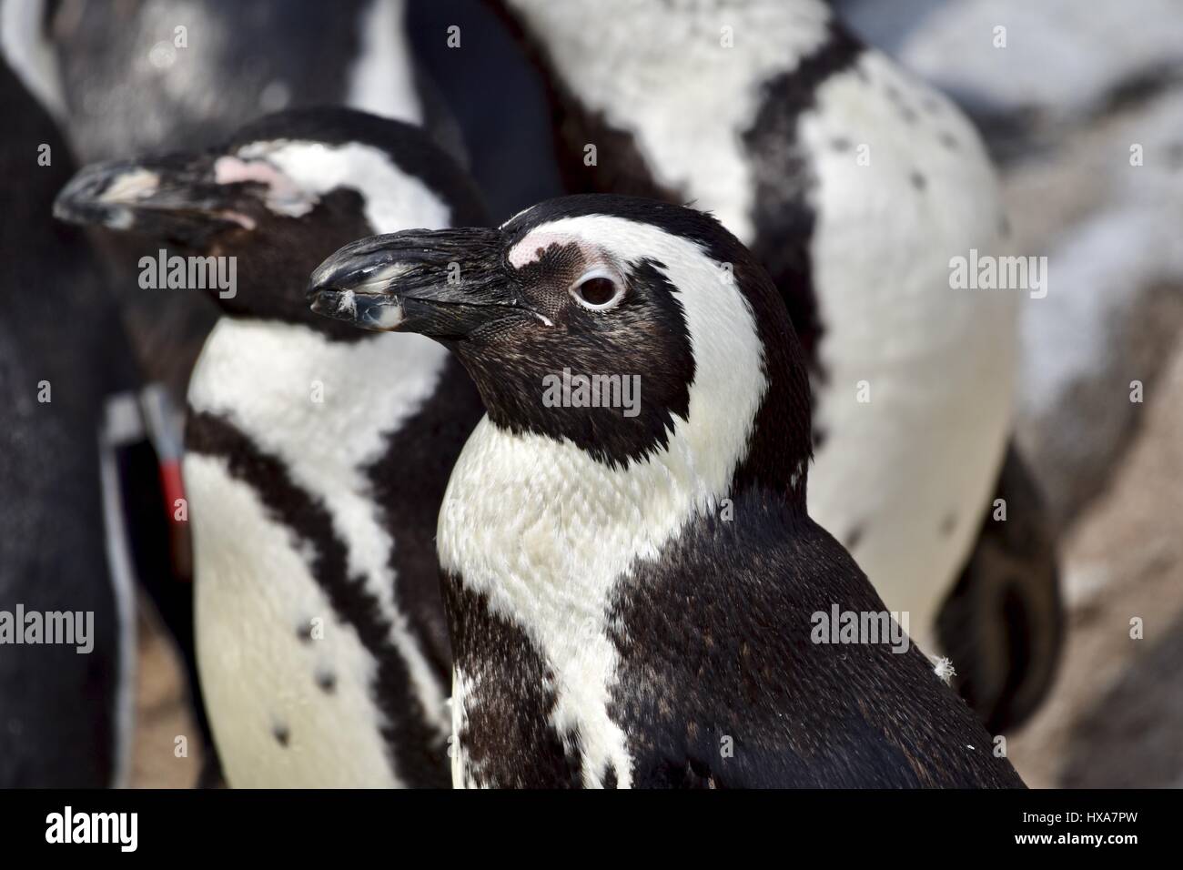 Zoo animal behavior hi-res stock photography and images - Alamy