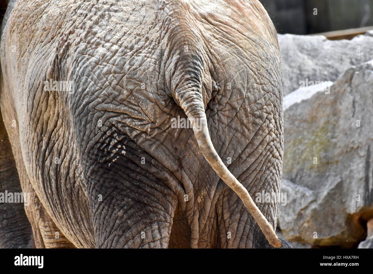 Elephant backside hi-res stock photography and images - Alamy