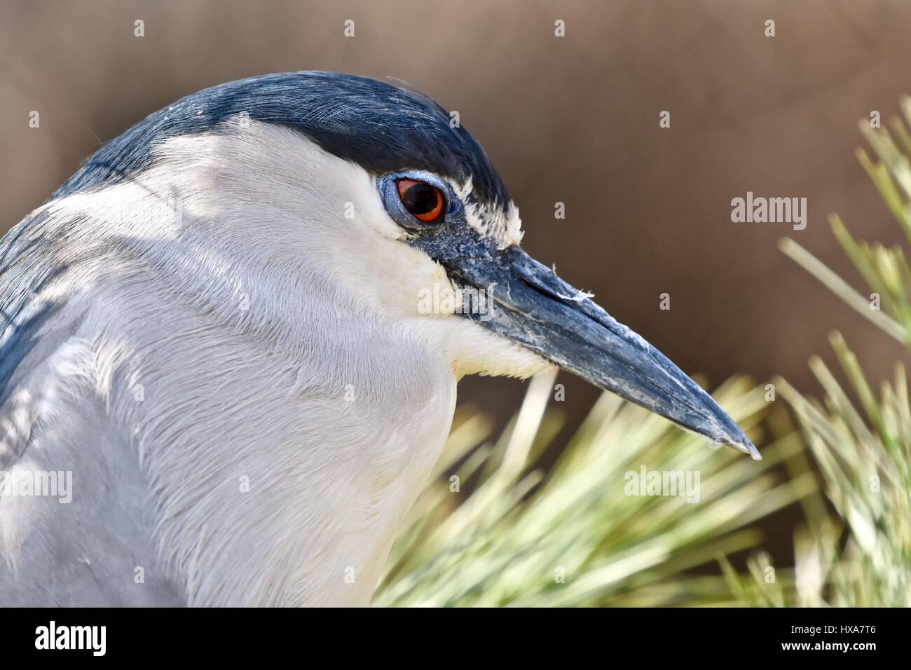Black-Crowned Night Heron (Nycticorax nycticorax Stock Photo - Alamy