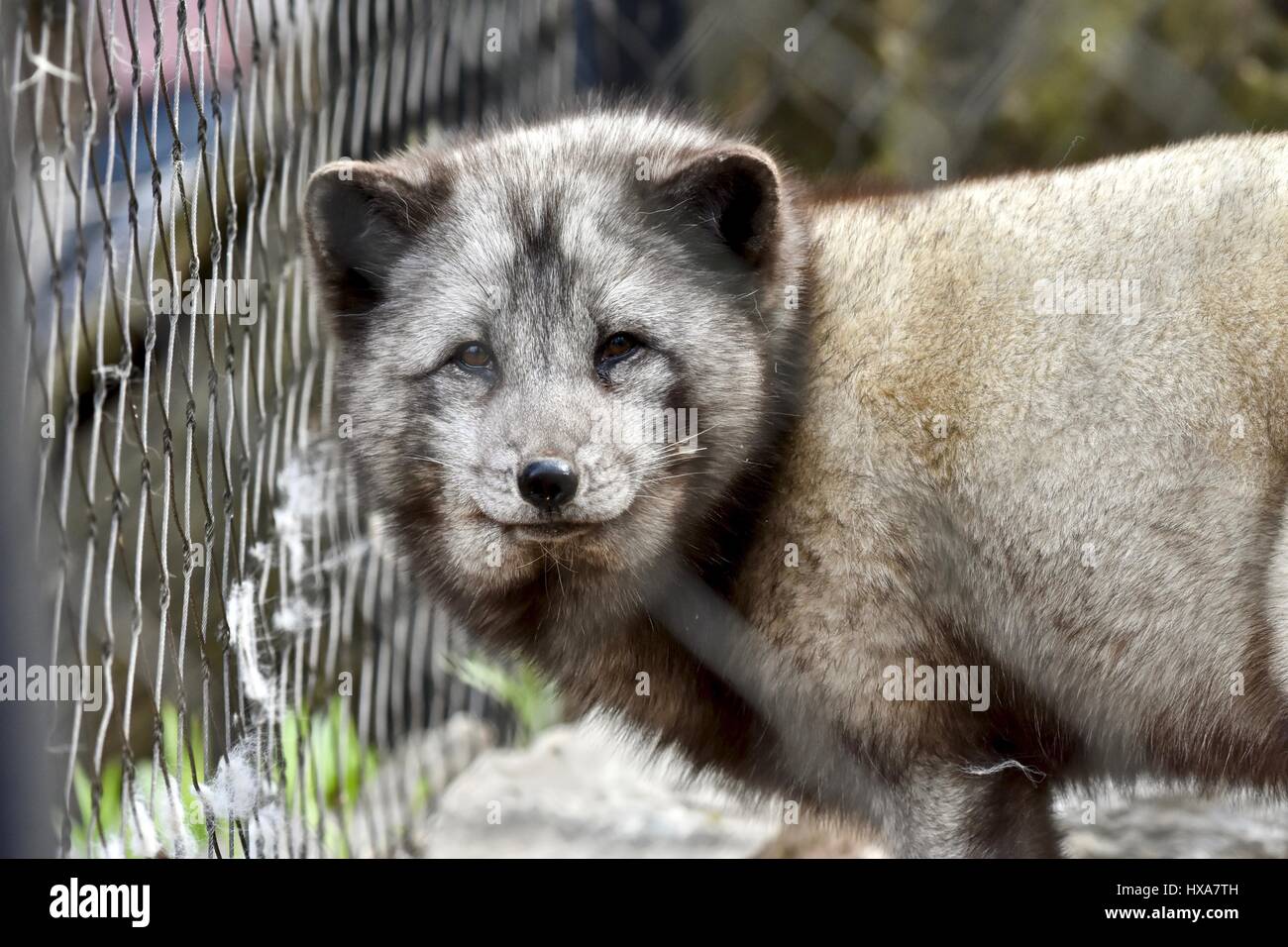 Arctic Fox (Alopex lagopus Stock Photo - Alamy