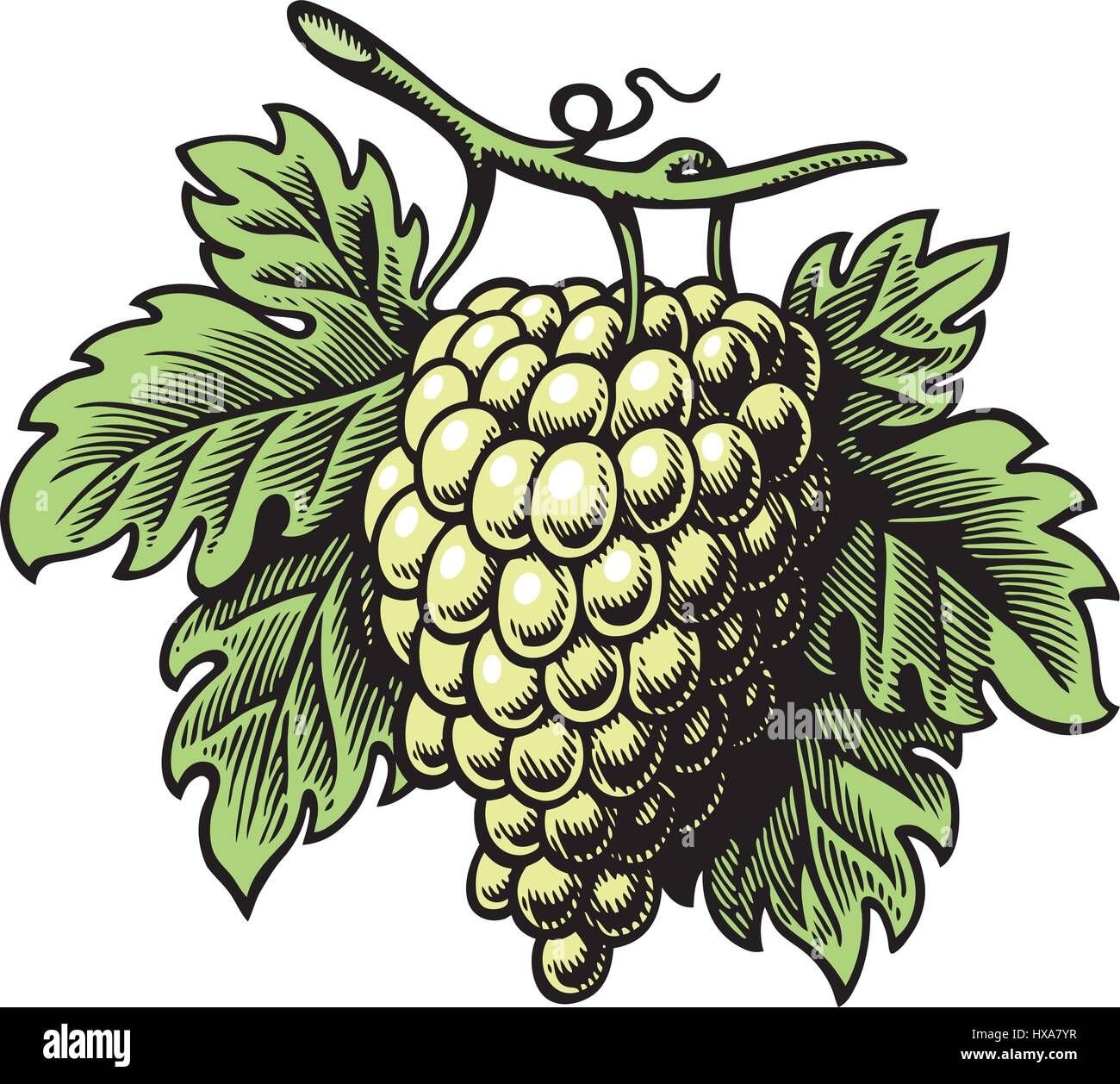 Grape bunch green grapes Stock Vector Images - Alamy