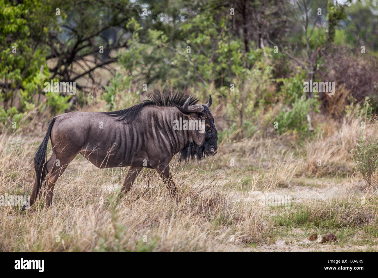 Blue wildebeest botswana africa hi-res stock photography and images - Alamy