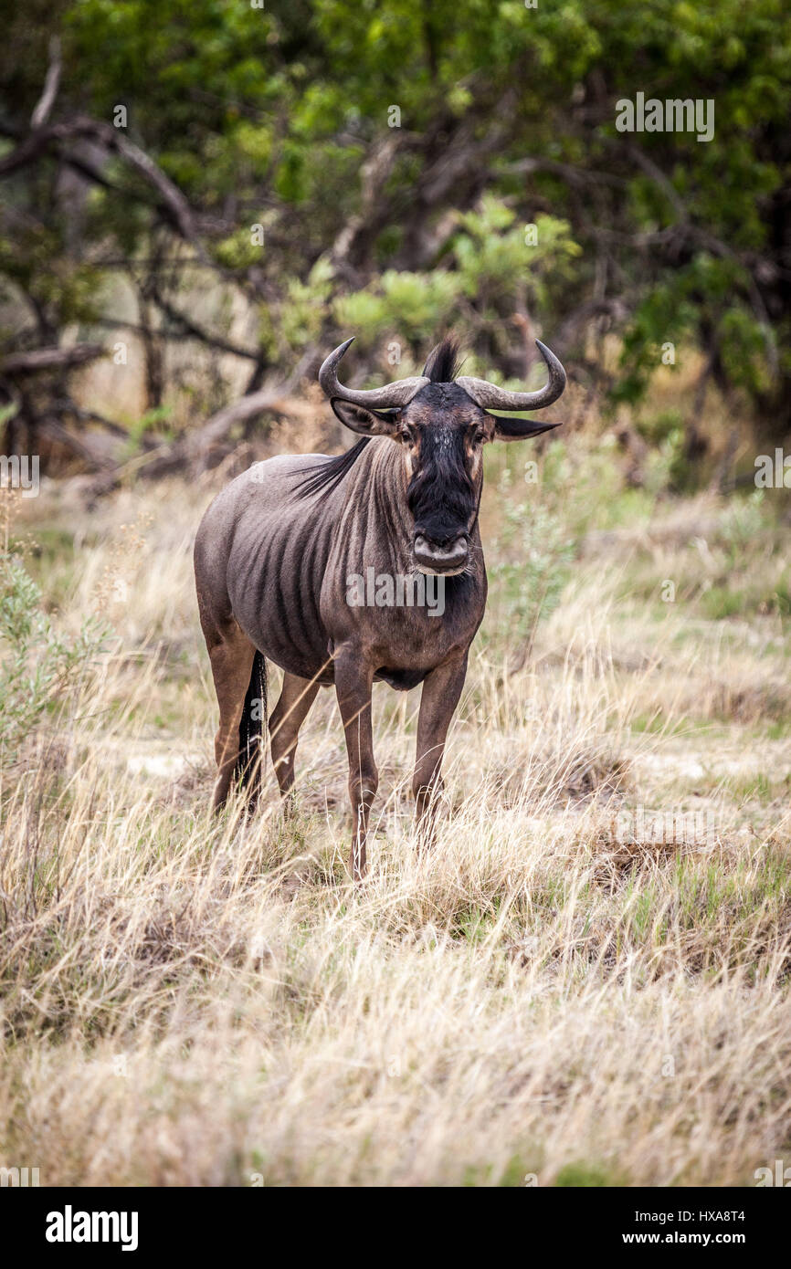 Blue wildebeest botswana africa hi-res stock photography and images - Alamy
