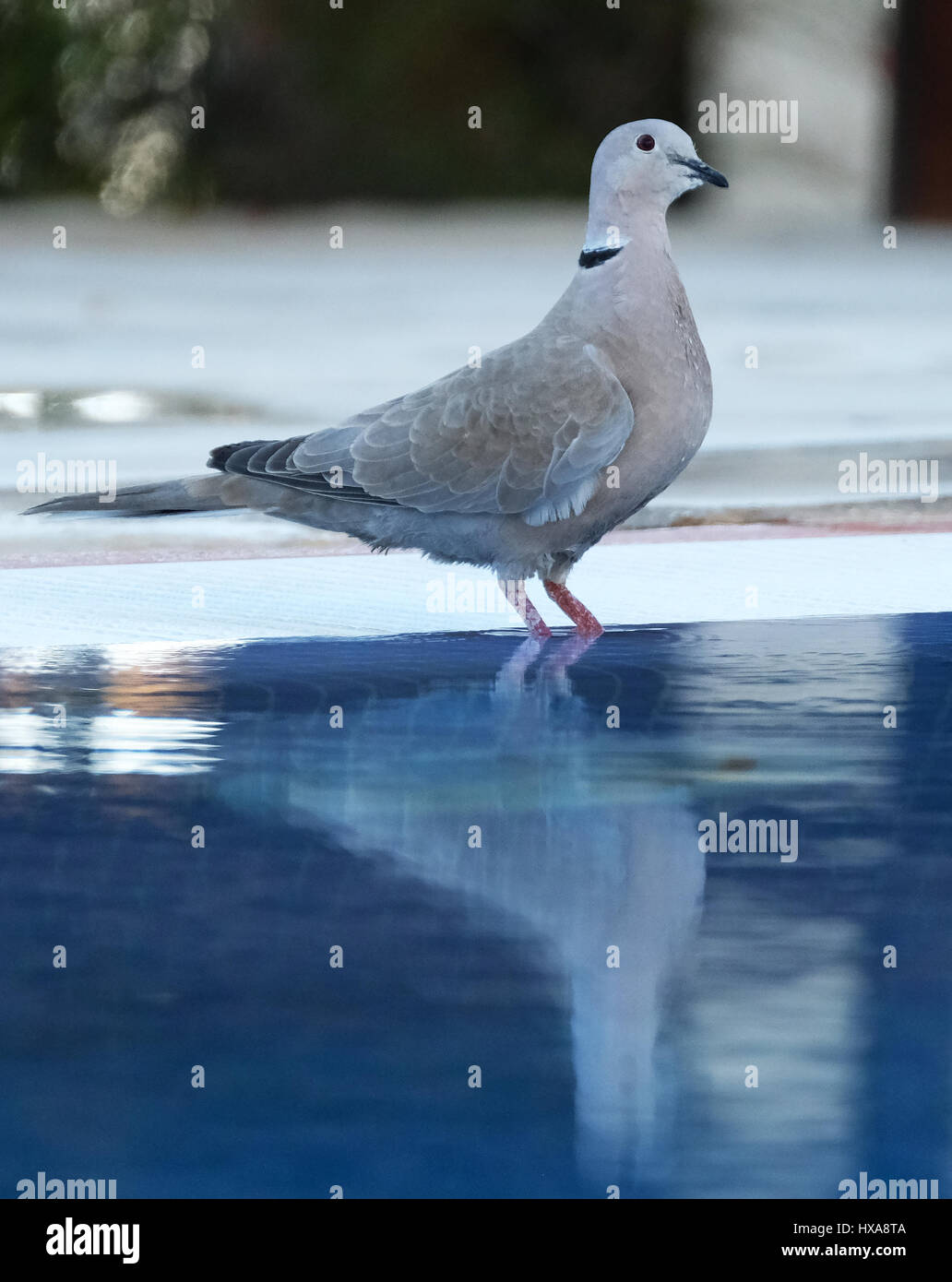Pigeon swimming pool bird hi-res stock photography and images - Alamy