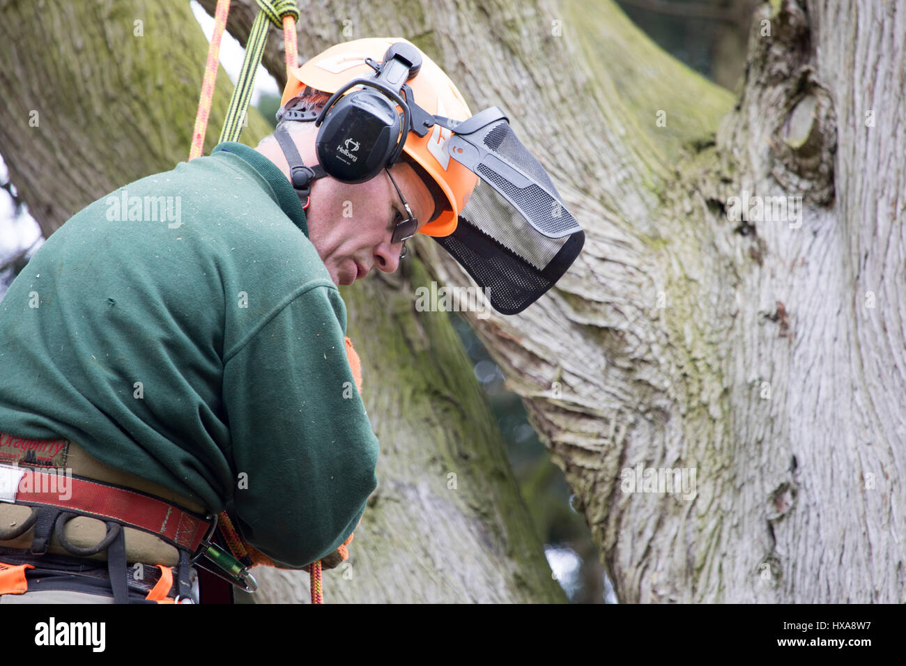 Tree surgeon harnessed hi-res stock photography and images - Alamy