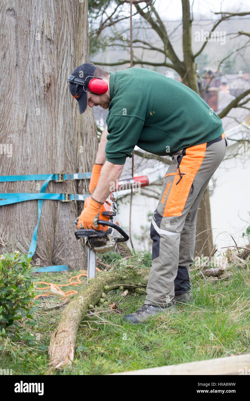 A tree surgeon cutting a branch on the ground having fallen off large ...