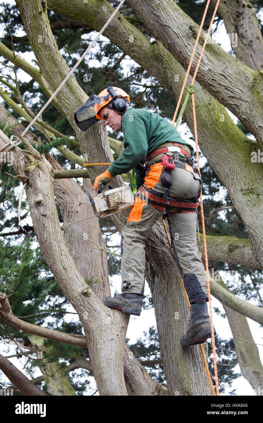A tree surgeon harnessed to a large tree in a garden cutting off large ...